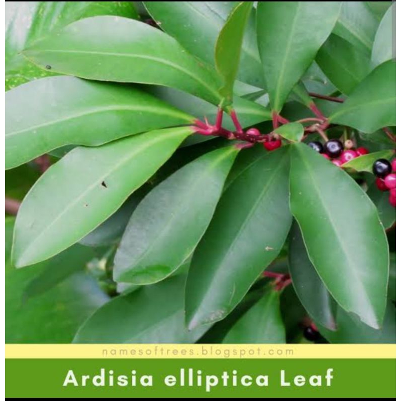 Jual DAUN LEMPENI SEGAR 1 KG | Shopee Indonesia