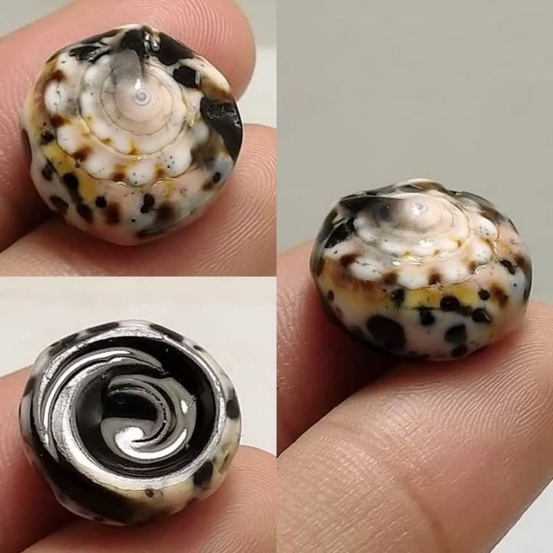 Jual Fosil Kerang | Shopee Indonesia