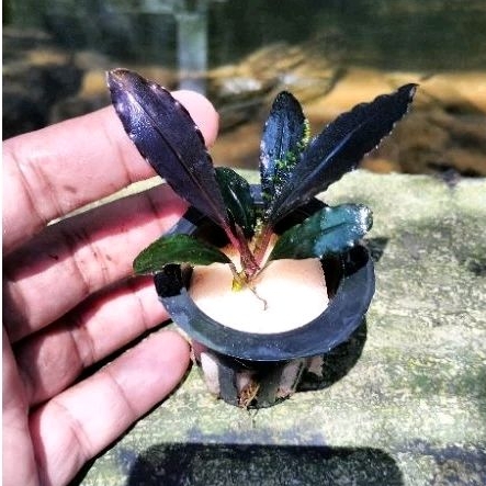 Jual TOP QUALITY !!! Bucephalandra id : Sweet Maharani | Shopee Indonesia