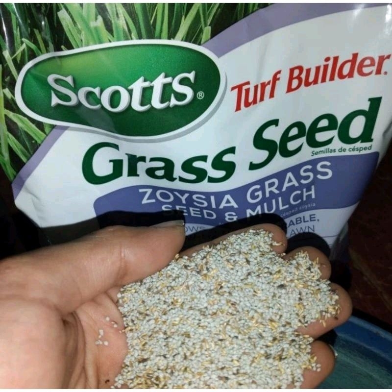 Jual benih bibit biji rumput zenith zoysia matrella - Benih Rumput ...