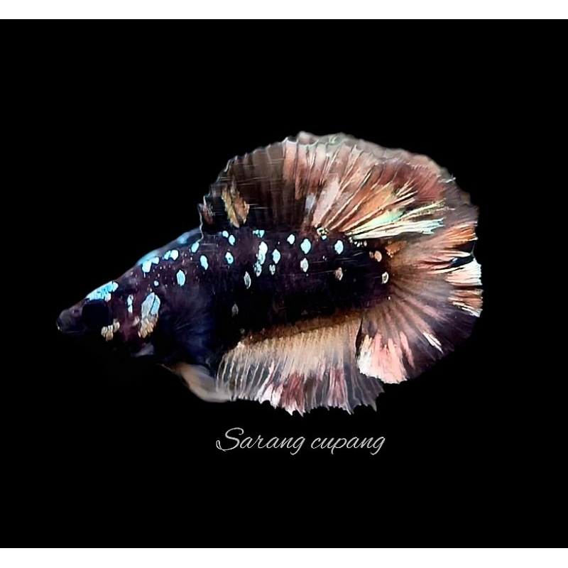 Jual pkdt avatar cooper + packing | Shopee Indonesia