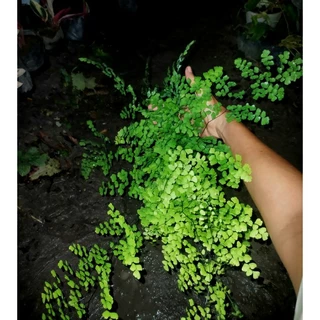 Jual Daun Suplir Terlengkap & Harga Terbaru Mei 2024 | Shopee Indonesia