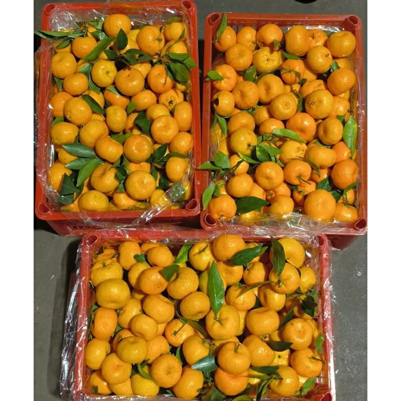 Jual Jeruk santang 1 Kg | Shopee Indonesia