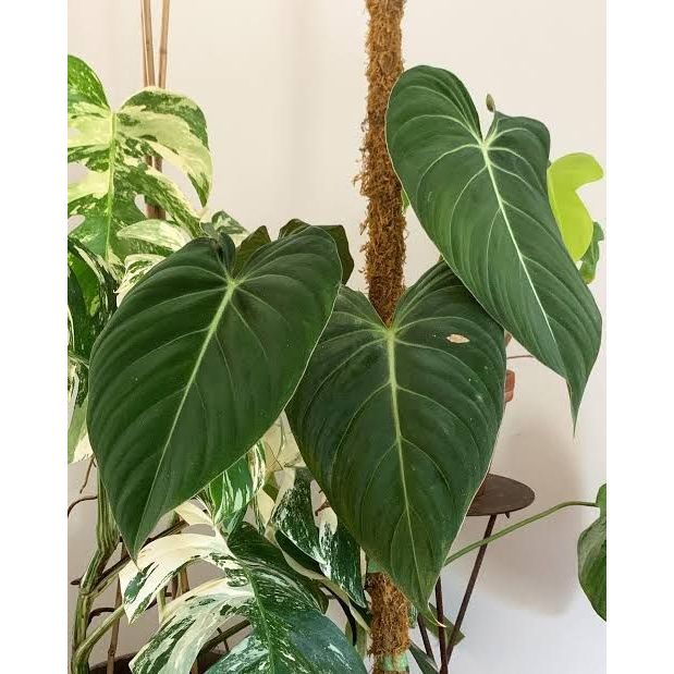 Jual Philodendron Glorious / Philo Glorious / Glorios / Melano x ...