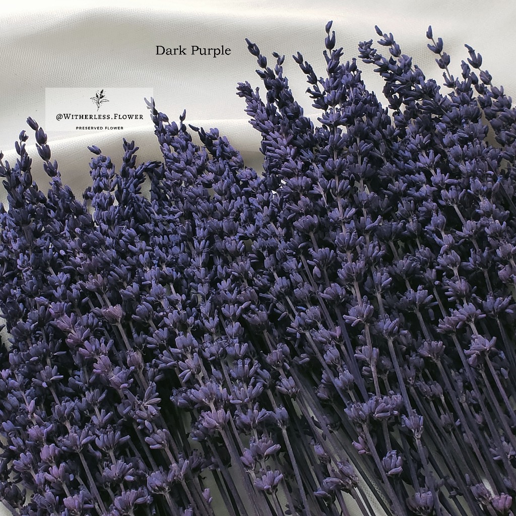 Jual 10 Tangkai Preserved Lavender / Dried Flower Awetan / Bunga Kering ...