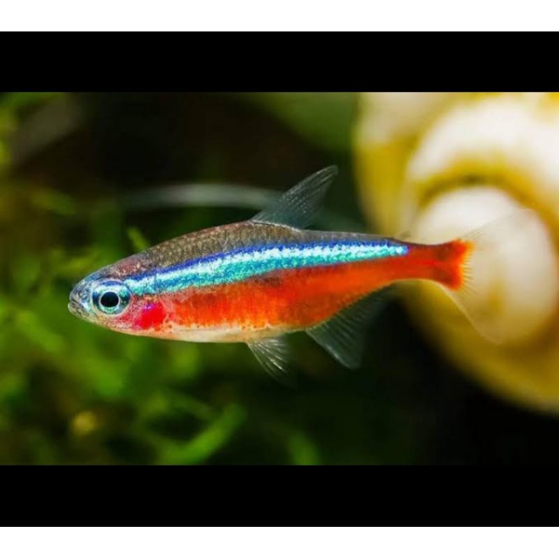 Jual Ikan hias neon cardinal _tetra aquascape | Shopee Indonesia
