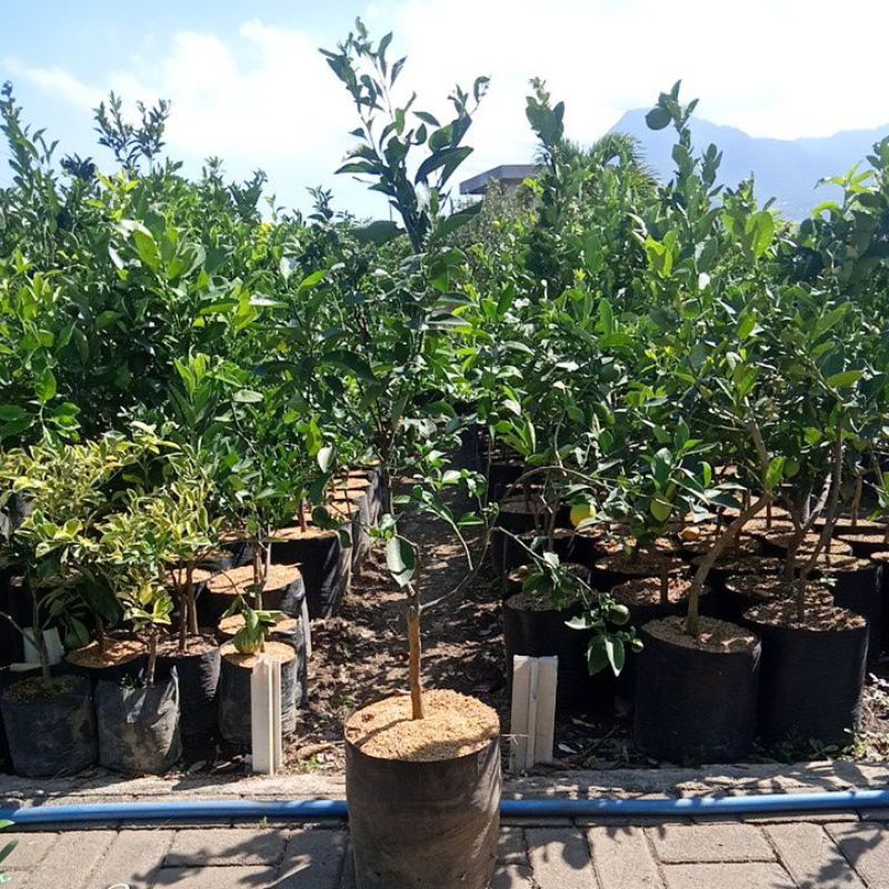 Jual pohon jeruk keprok siyem madu manis full berbuah batang besar ...
