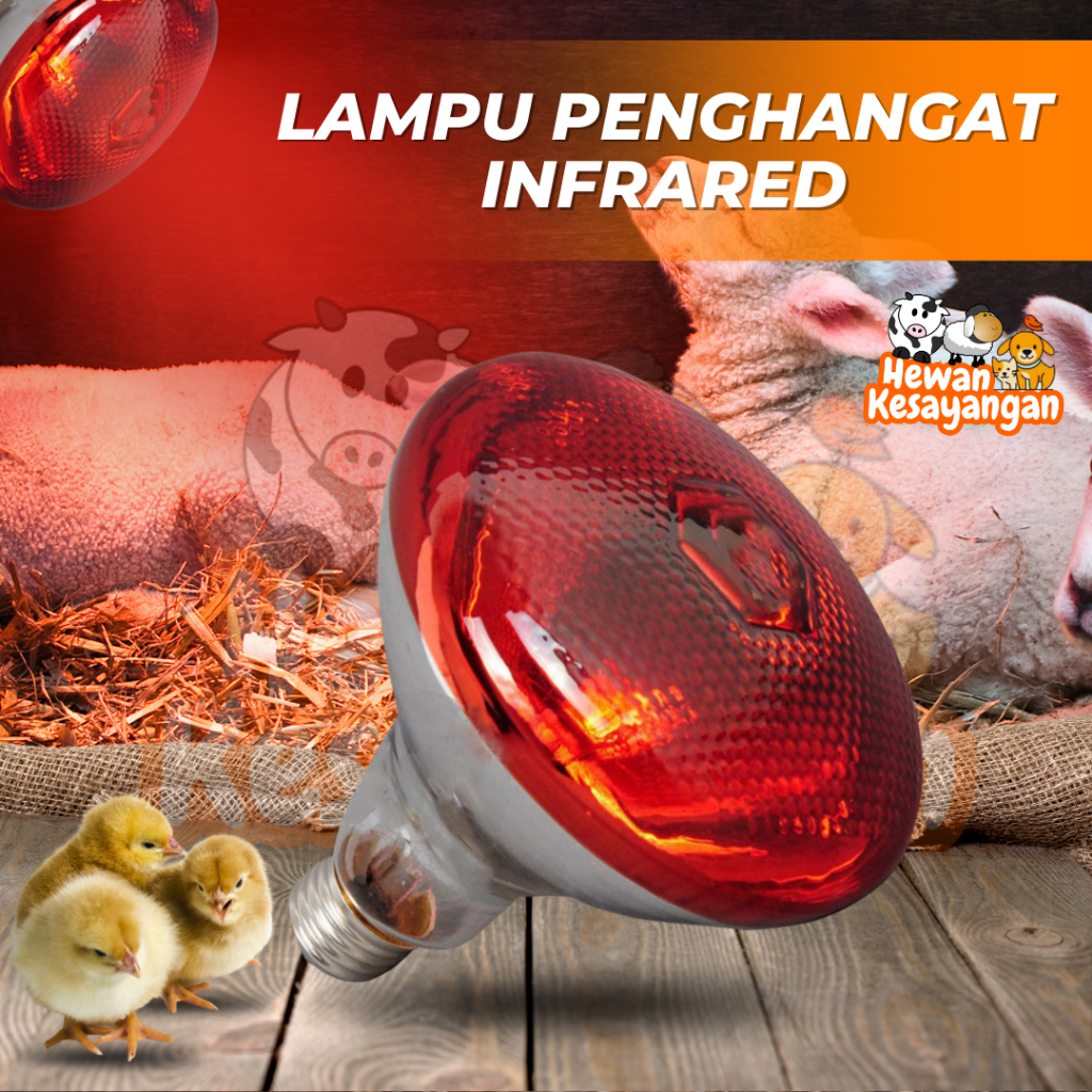 Jual Lampu Pemanas Infrared untuk Anak Ayam Kambing Babi Sapi 100W ...