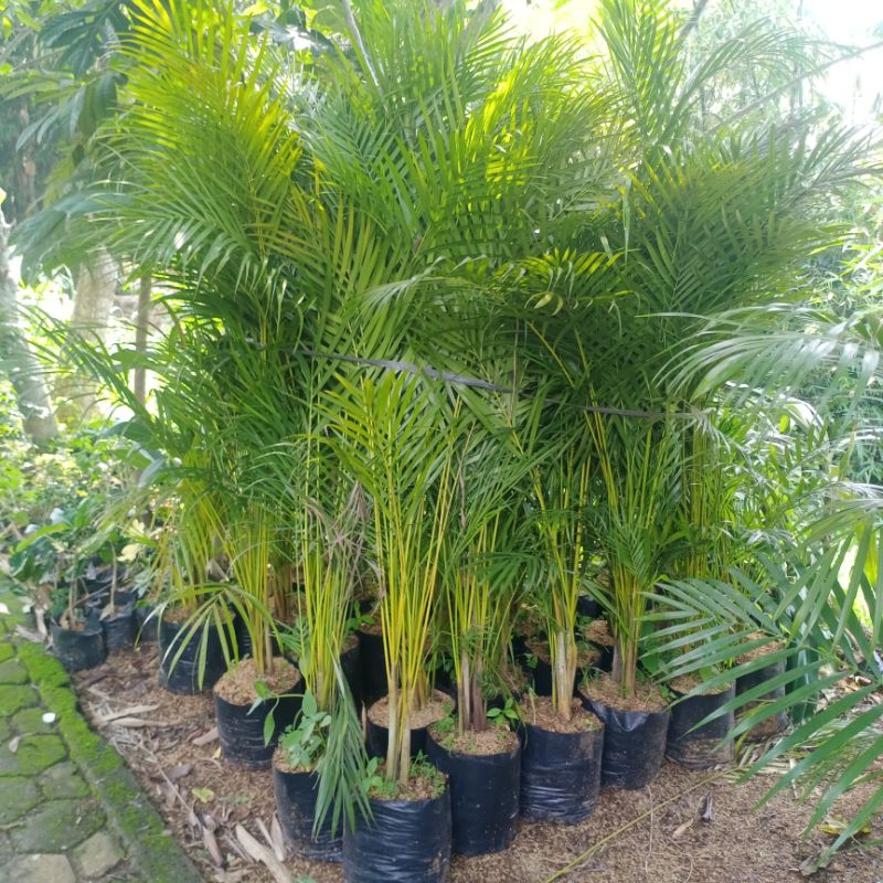 Jual Pohon Palem kuning - Tanaman Hias Palem kuning tinggi 2 meter ...