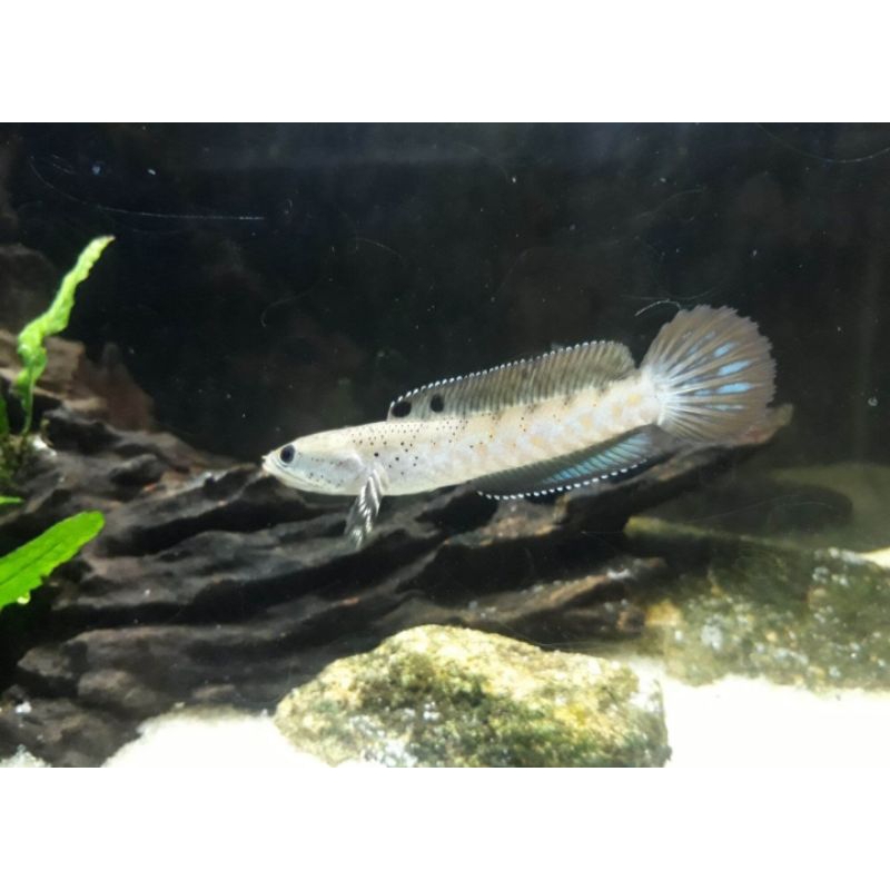 Jual channa blue pulchra/ canna blue pulcra ±5 cm + pelet ikan sehat ...