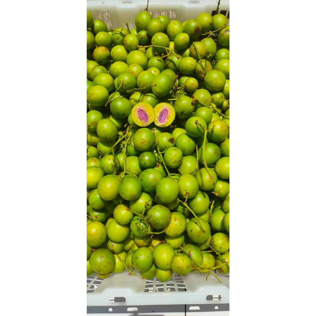 Jual Buah gandaria/jatake bera 1 kg buah langka | Shopee Indonesia