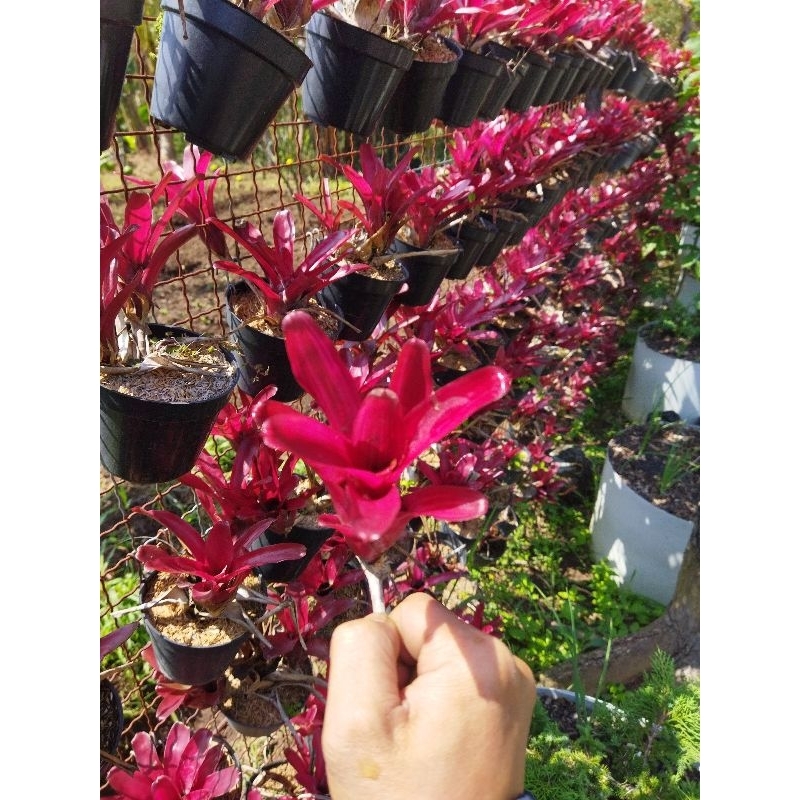 Jual Bromelia Mini Merah Tanaman Paludarium dan Terarium | Shopee Indonesia