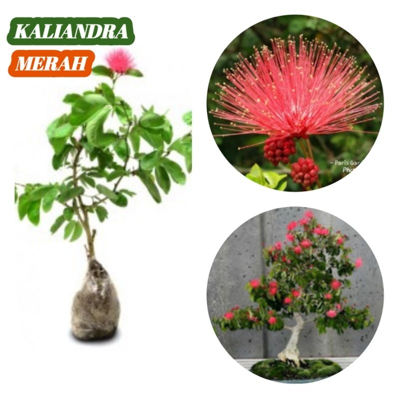 Jual TANAMAN KALIANDRA MERAH | Shopee Indonesia