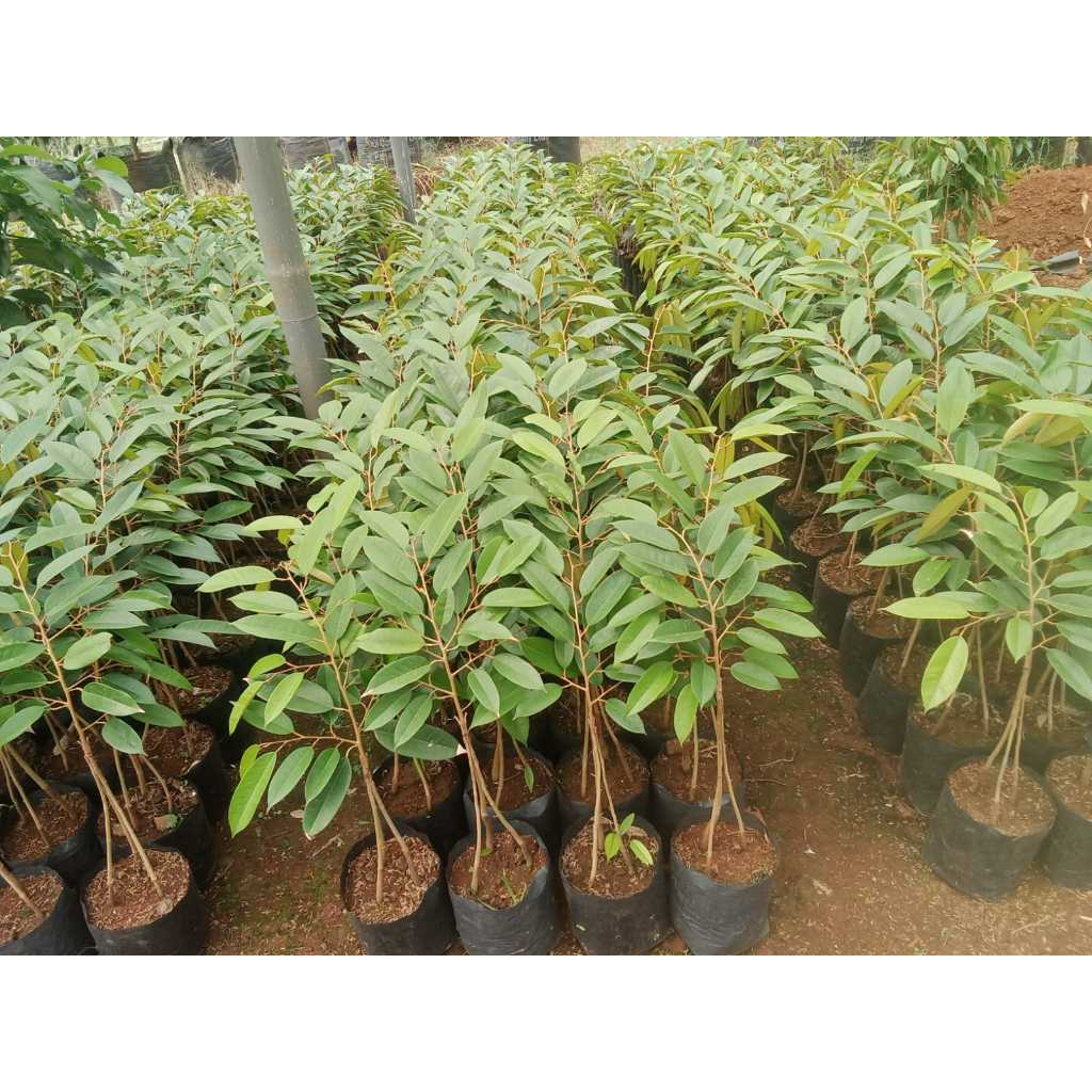Jual Bibit Durian Super Tembaga Kaki 3 Super Okulasi Sambung Pucuk | Shopee Indonesia