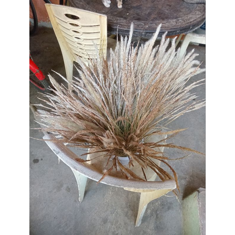 Jual bunga rumput ekor kelinci dekorasi buket | Shopee Indonesia