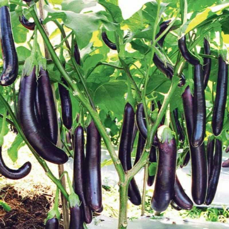 Jual 30 Biji Benih Terong Ungu LEZATA F1 | Benih sayuran | Terong Ungu | Shopee Indonesia