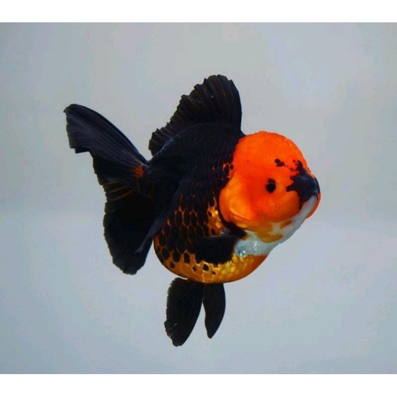 Jual Ikan Hias Mas Koki Oranda Tanco Grade High Quality / Hiasa ...