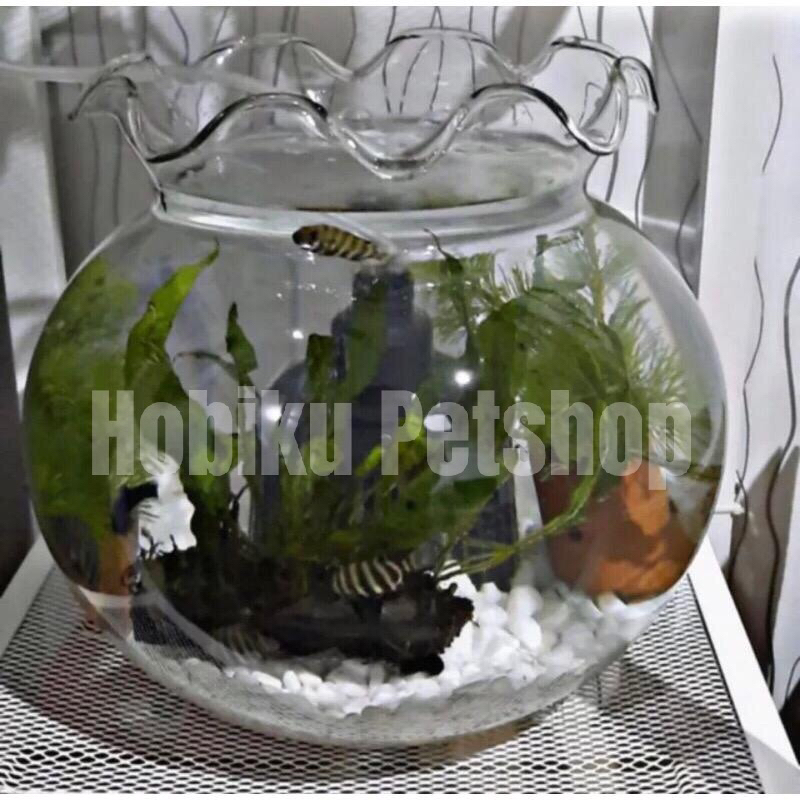 Jual Aquarium Kaca Bulat Toples Fish Bowl 1.5L 2L 3.5L 4L 7L 12L 15L ...
