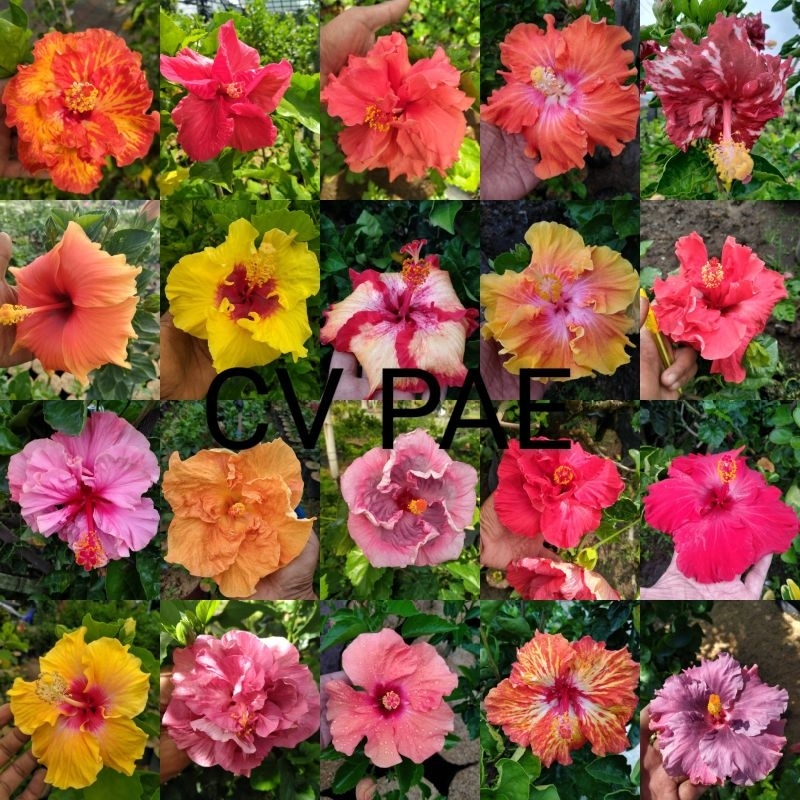 Jual Tanaman Hias Bunga Sepatu Import Hibiscus (Hibiscus rosa-sinensis ...