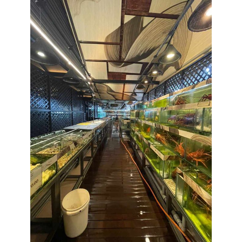 Jual Lobster Laut Hidup Besar Size 1000Gram Up (1kg isi 1 Ekor ...