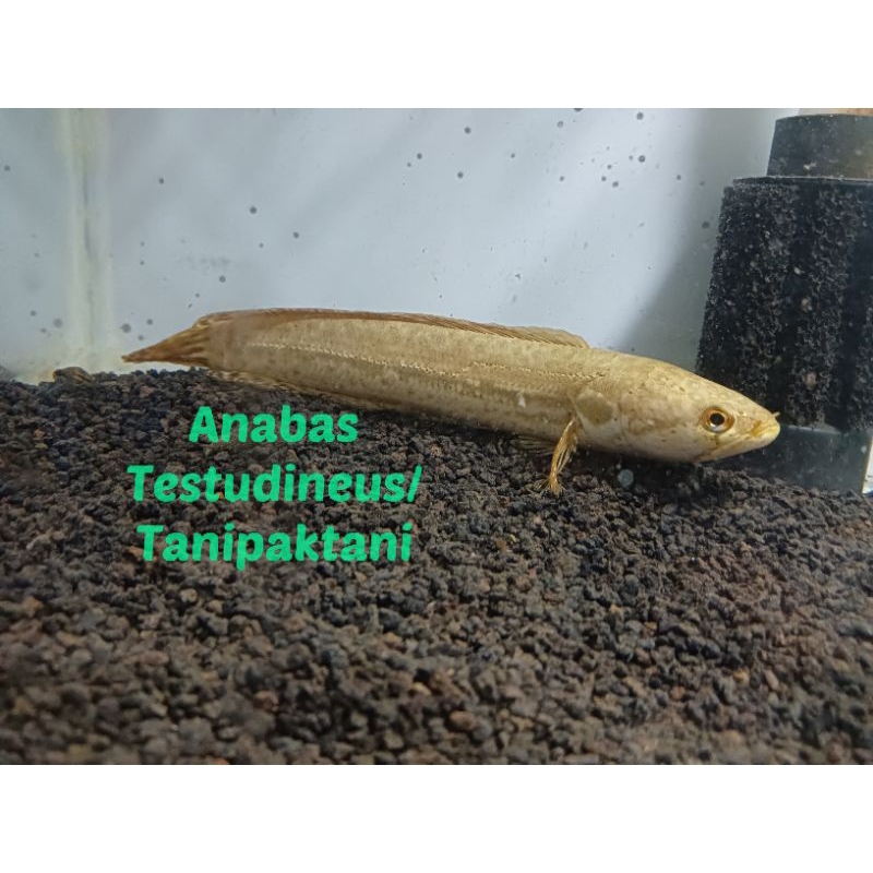 Jual banka bankanensis 14-15 cm | Shopee Indonesia