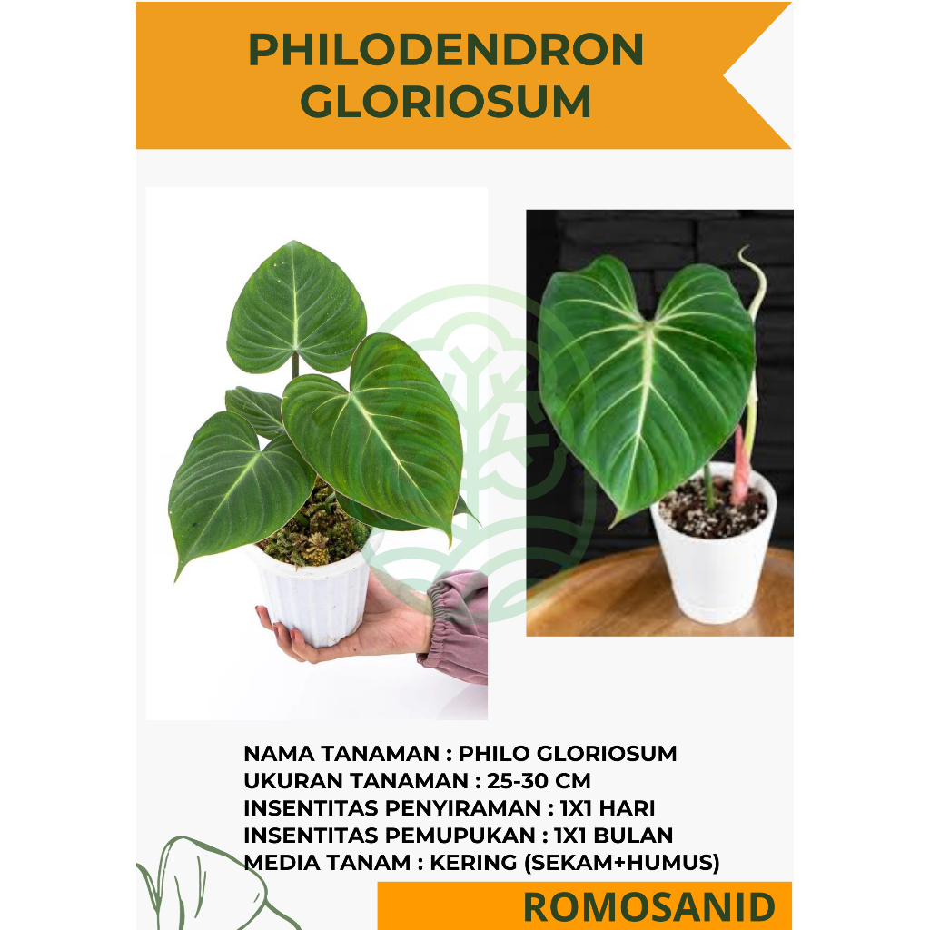 Jual philodendron gloriosum - philo gloriosum - tanaman indoor ...
