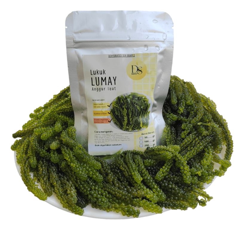 Jual Dehydrated Sea Grapes Seaweed Anggur Laut Dehydrated Green Caviar ...