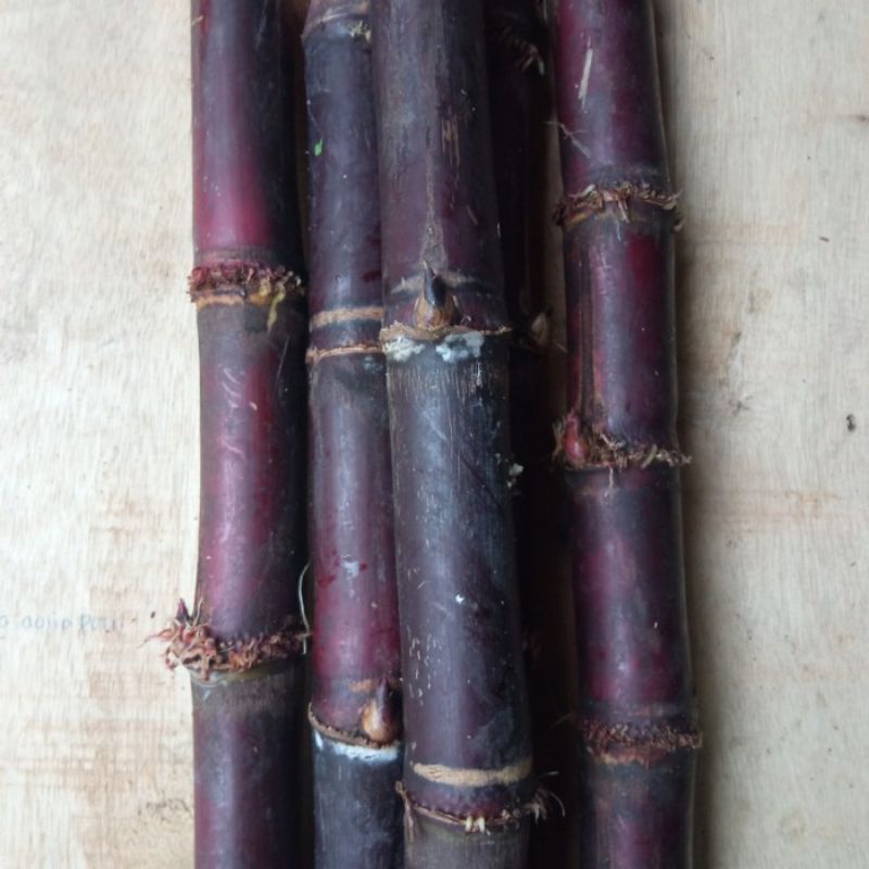 Jual Tebu hitam manis fresh, per ikat ( isi 5 pcs) | Shopee Indonesia