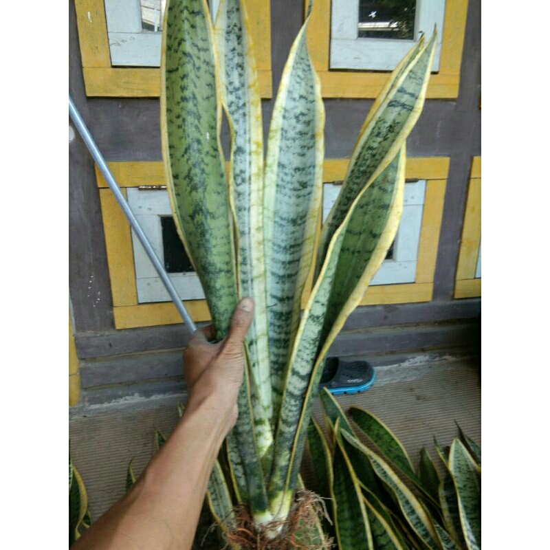 Jual sansiveria Lidah martua tinggi 80-100cm paket 5 pohon/sansivera ...