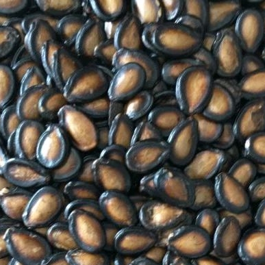 Jual KUACI HITAM IMPORT (500gram) | Shopee Indonesia
