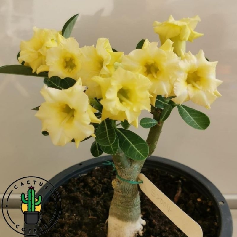 Jual ADENIUM BUNGA TUMPUK BUNGA KUNING / TANAMAN HIAS BUNGA ADENIUM ...