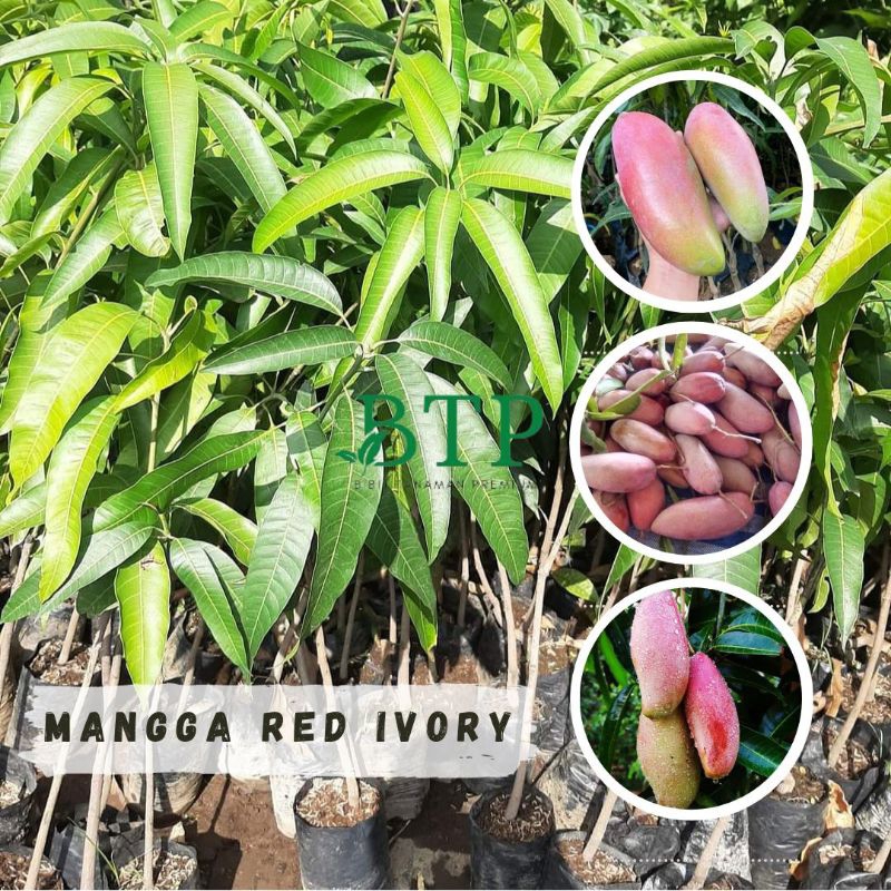 Jual BIBIT MANGGA RED IVORY / MANGGA GADING MERAH (BIBIT TANAMAN ...