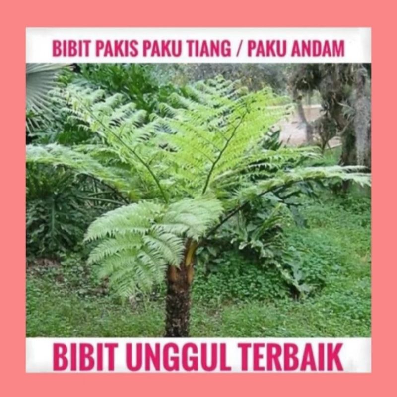 Jual Tanaman Pakis / Bibit Benih Pakis Paku Tiang / Pakis Andam / Pakis ...