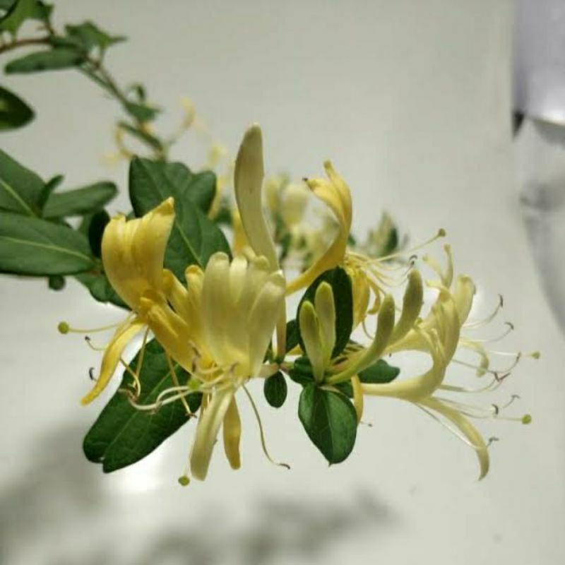 Jual Tanaman Hias Melati rambat kuning ( lonicera japonica ) | Shopee ...