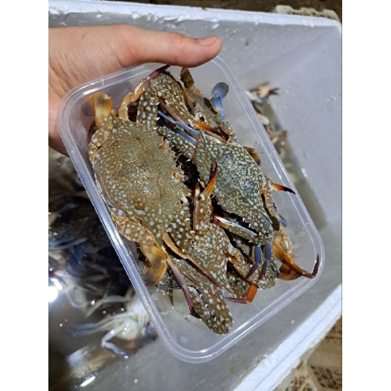 Jual BABY RAJUNGAN FRESH 1 PACK | Shopee Indonesia