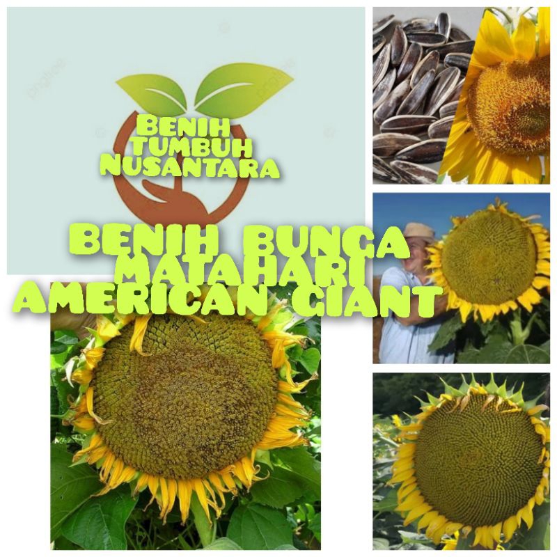 Jual BIJI/BENIH BUNGA MATAHARI AMERICAN GIANT impor f1 | Shopee Indonesia
