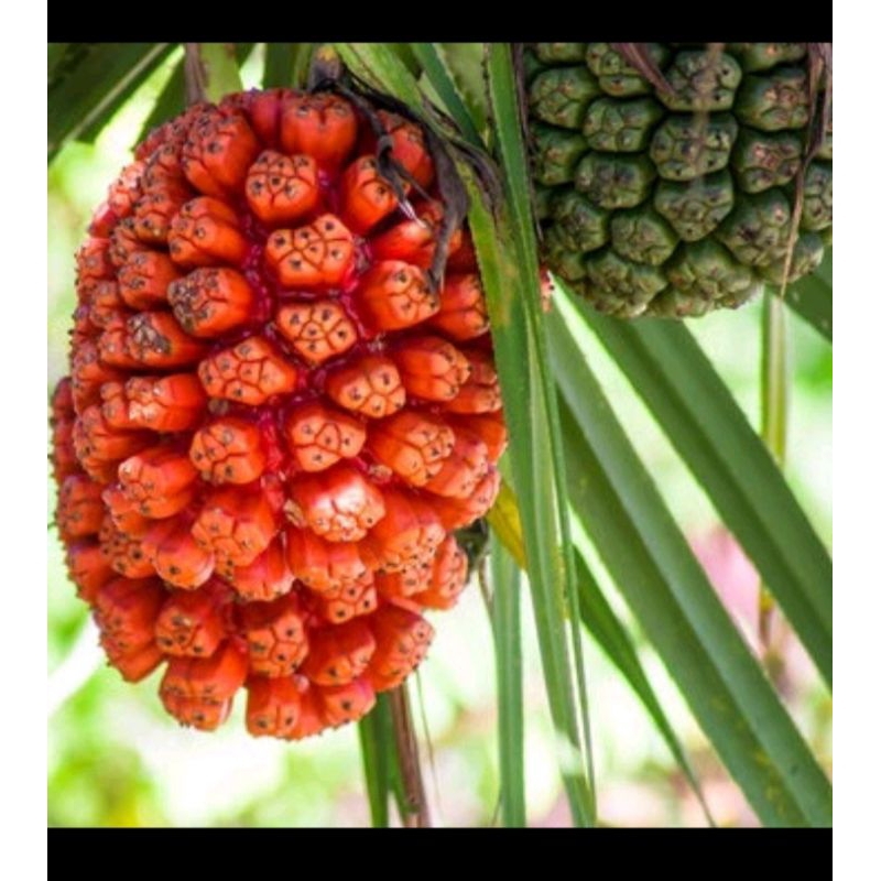 Jual buah pandan pantai 1 tandan | Shopee Indonesia