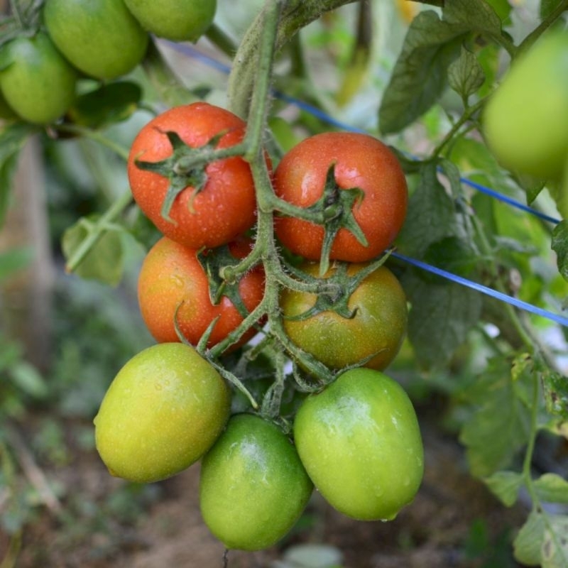 Jual Benih tomat merah besar Warani, benih repack isi 15 biji | Shopee ...