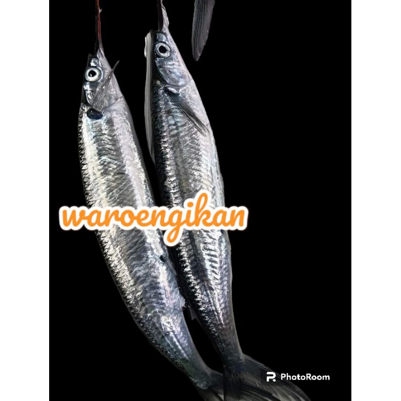 Jual ikan julung julung segar 1kg hasil laut ikan laut ikan segar ... Jual ikan julung julung segar 1kg hasil laut ikan laut ikan segar ...