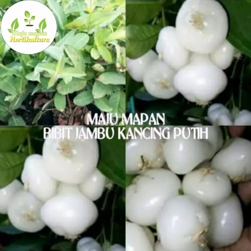 Jual BIBIT JAMBU AIR KANCING PUTIH SUPER (JAMBU BENIK) | Shopee Indonesia