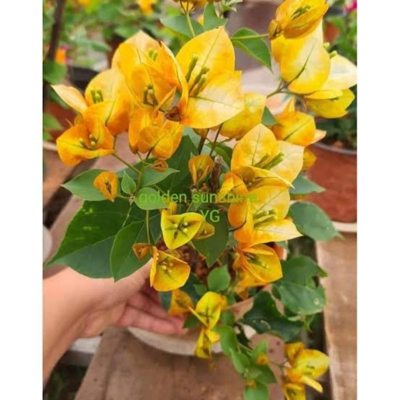 Jual Stek Bougenville Import Golden Sunshine Perbatang Shopee Indonesia