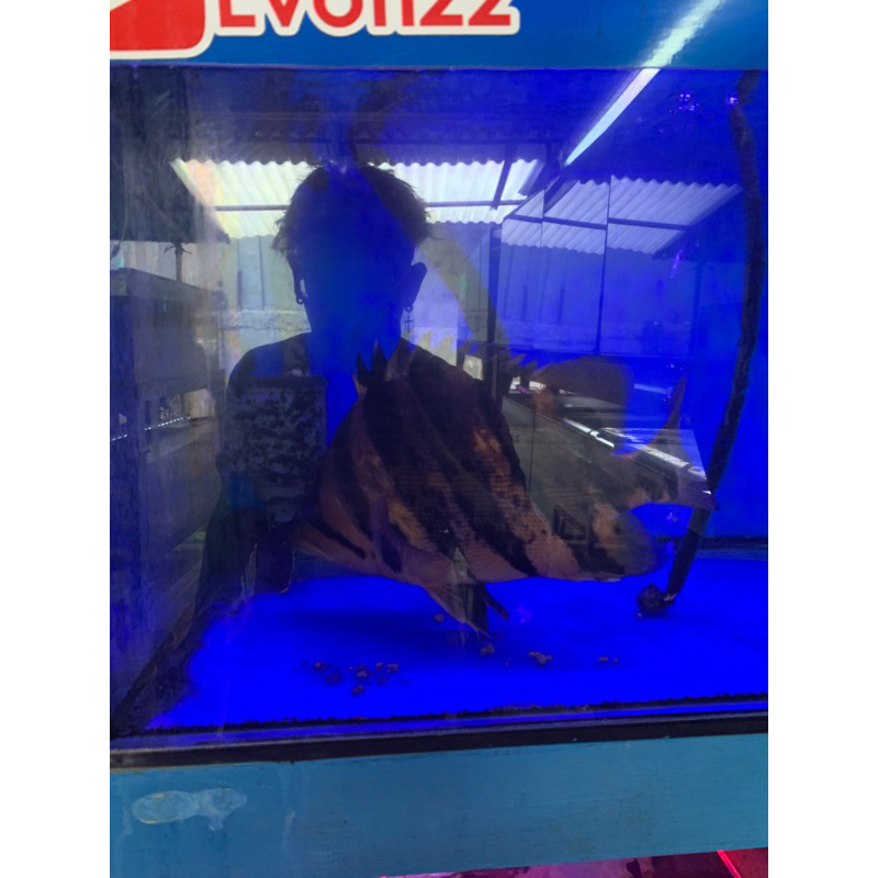 Jual Sumatra Tiger Datz | Shopee Indonesia