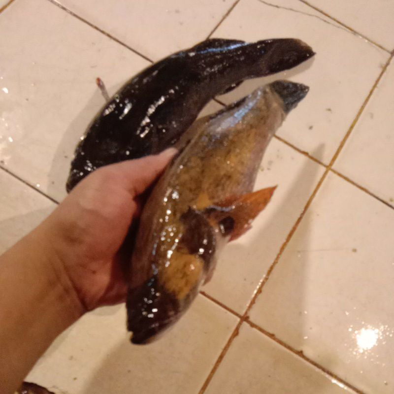 Jual ikan gabus malas segar | Shopee Indonesia