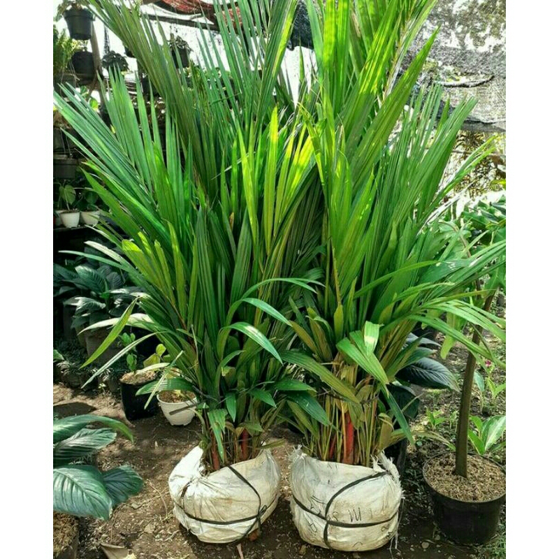 Jual Pohon palem merah asli - Bibit palm merah - tanaman palem merah ...
