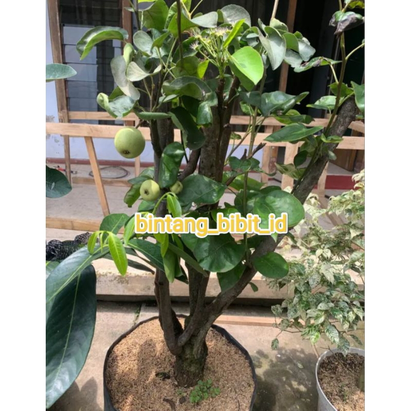 Jual bibit pear madu cangkok | Shopee Indonesia