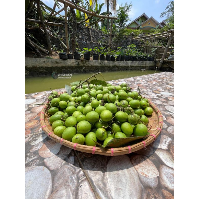 Jual Buah Gandaria Jatake Segar langsung petik | Shopee Indonesia