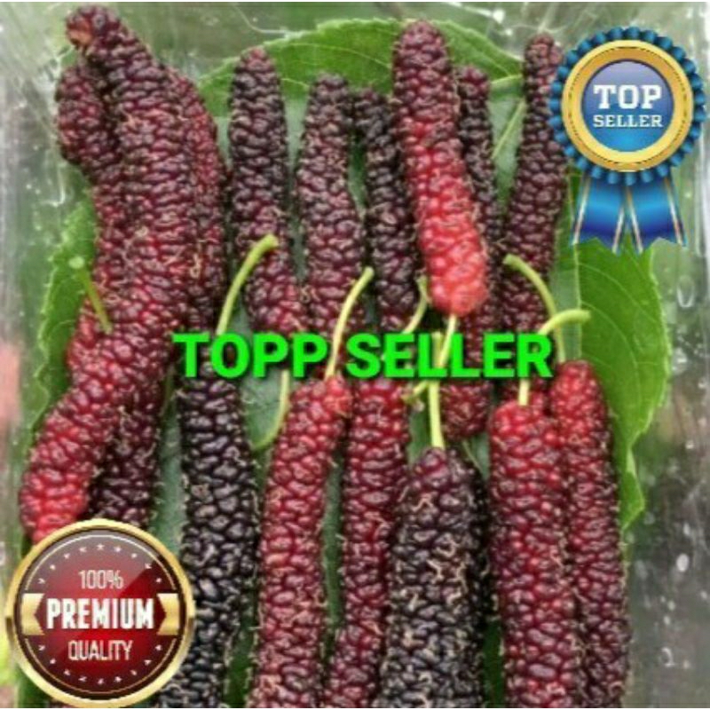 Jual batang Long Murbei Import untuk stek | Shopee Indonesia