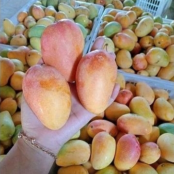 Jual Bibit Mangga Podang gunung okulasi | Shopee Indonesia