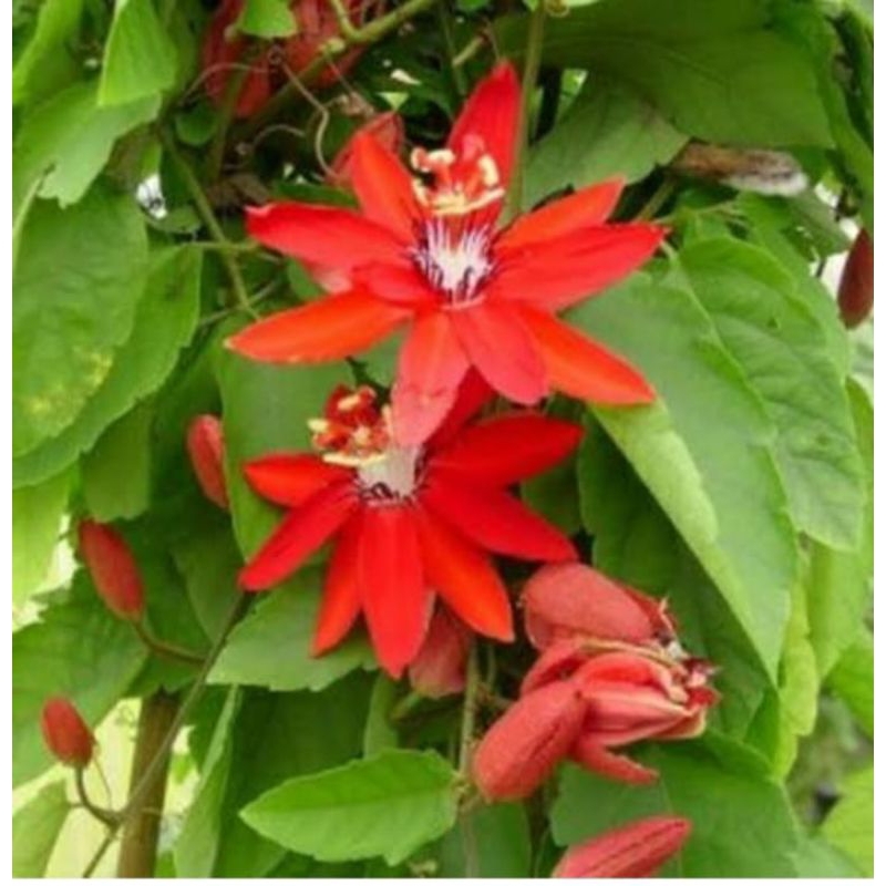 Jual bunga jalar pasiflora merah tanaman hias dan juga sangat bagus ...