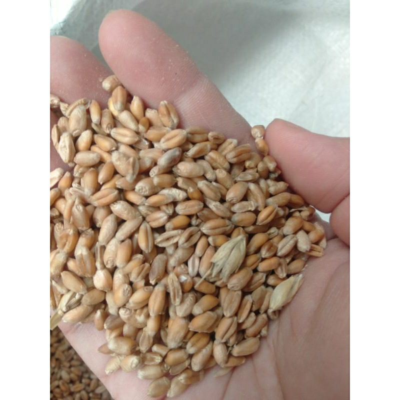 Jual biji gandum pakan merpati/benih wheat grass rumput gandum/cat ...